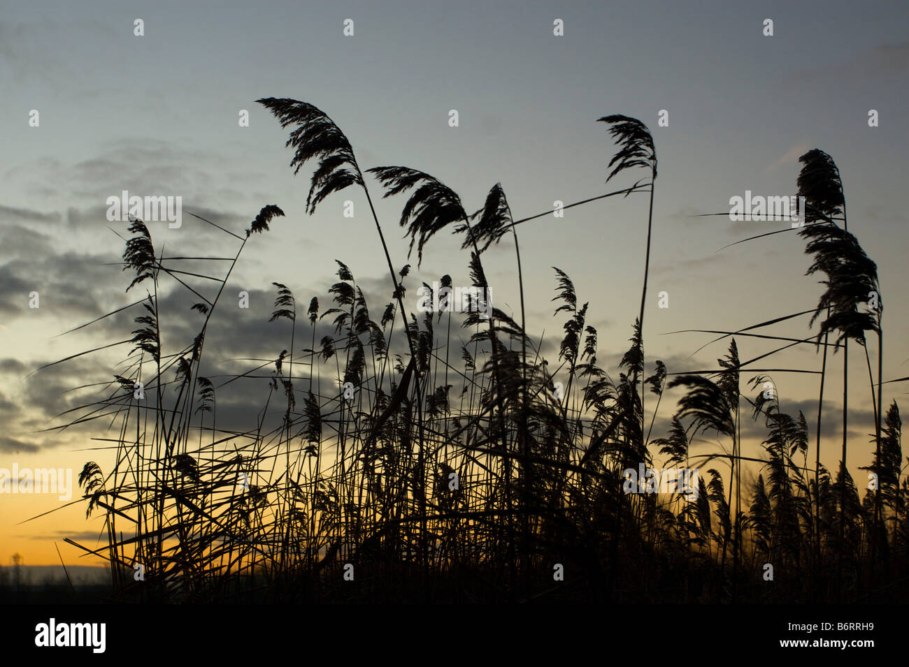 Common reed silhouette hi-res stock photography and images - Alamy