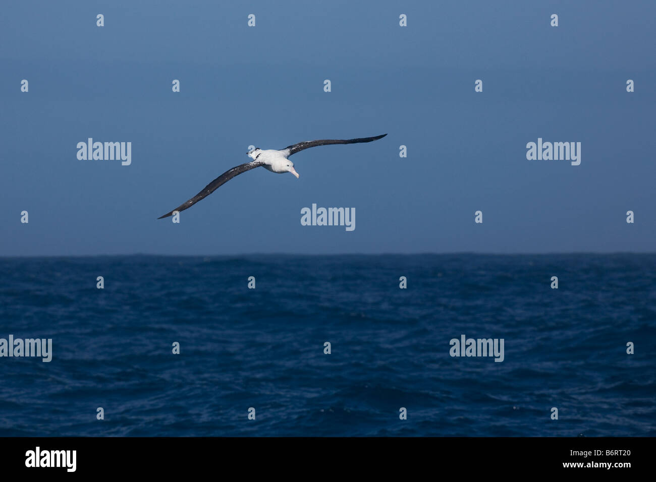 Wandering Albatross Diomedea exulans in flight Drake Passage Southern ...