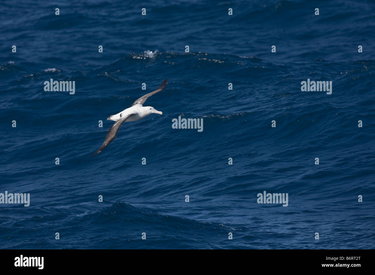 Wandering Albatross Diomedea exulans in flight Drake Passage Southern ...