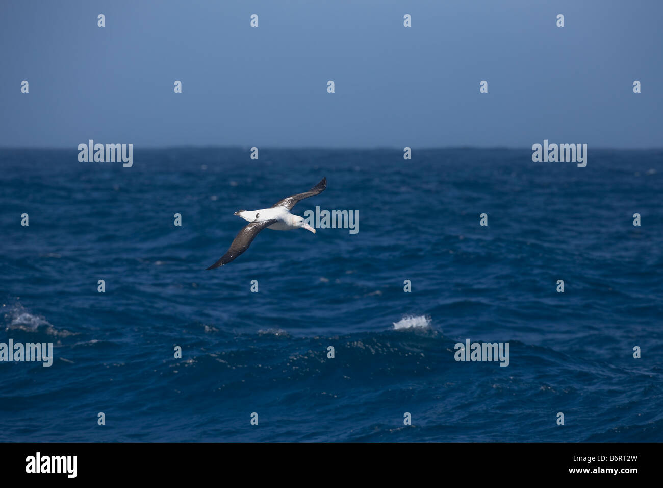 Albatross passage hi-res stock photography and images - Alamy