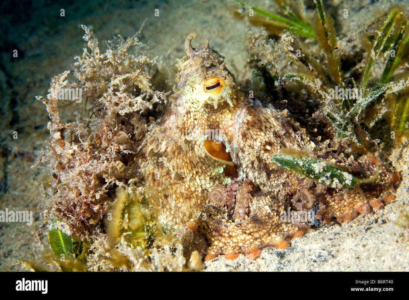 Common Sydney Octopus, Octopus tetricus. Also known as the Gloomy ...