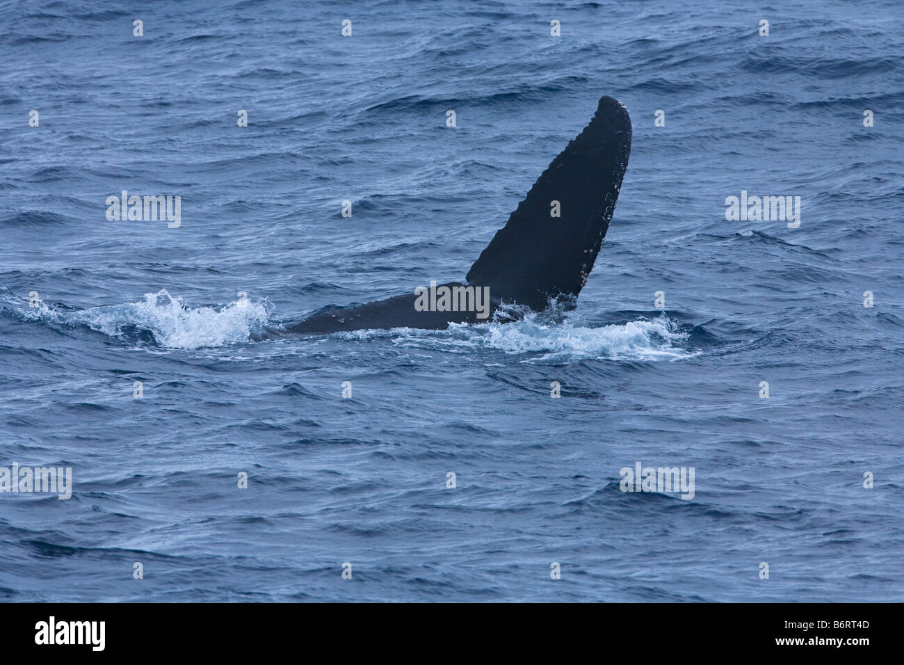 Long finned pilot whale tailfin tail fin Globicephala melas Drake ...