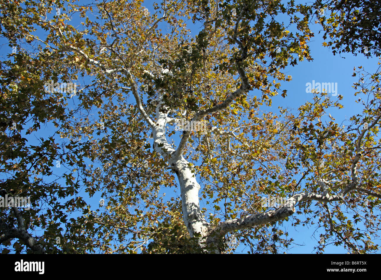 White Bark Yellow Leaves at Jason Rocha blog