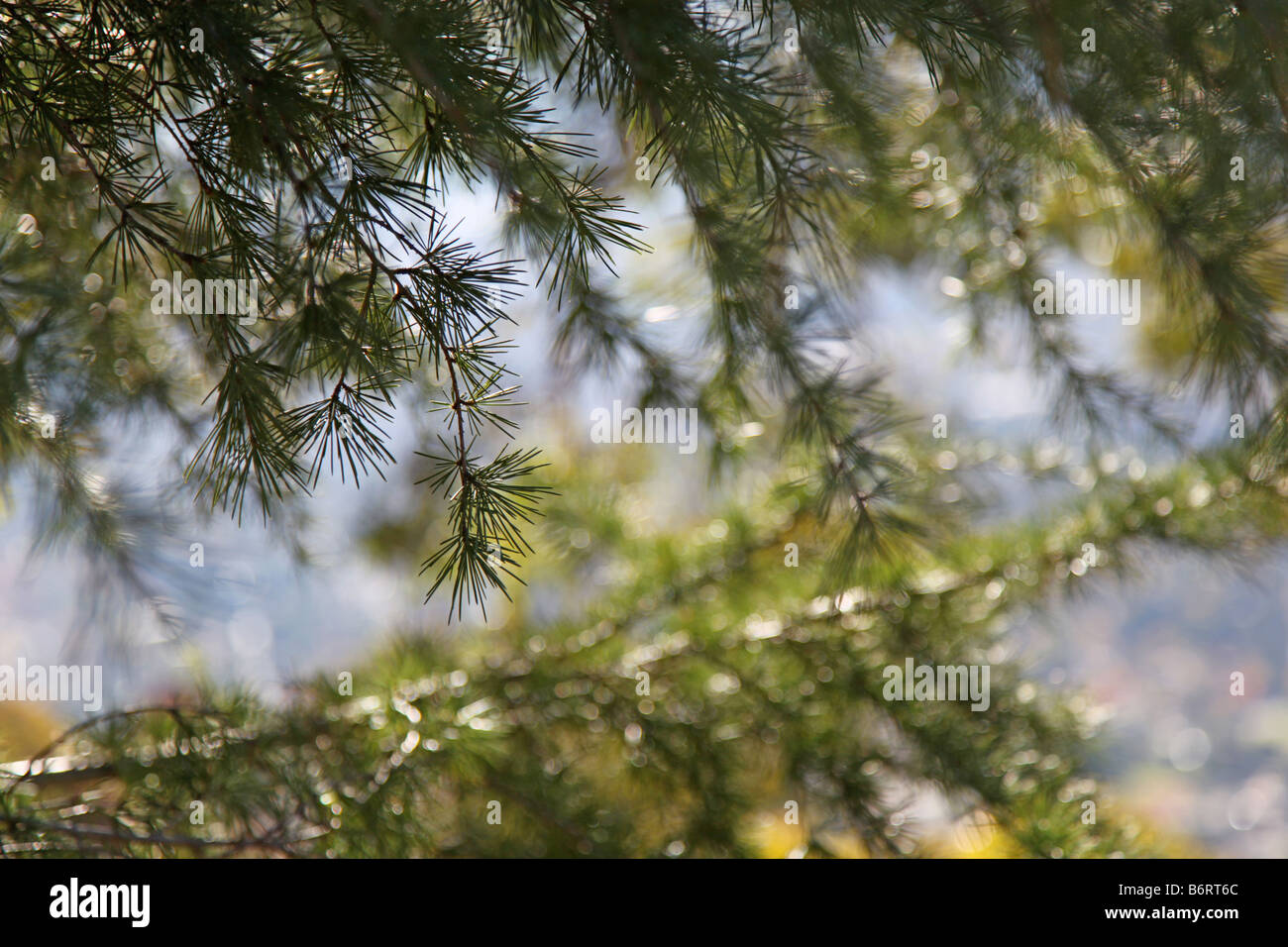 patterns or pine needles and trees Stock Photo - Alamy