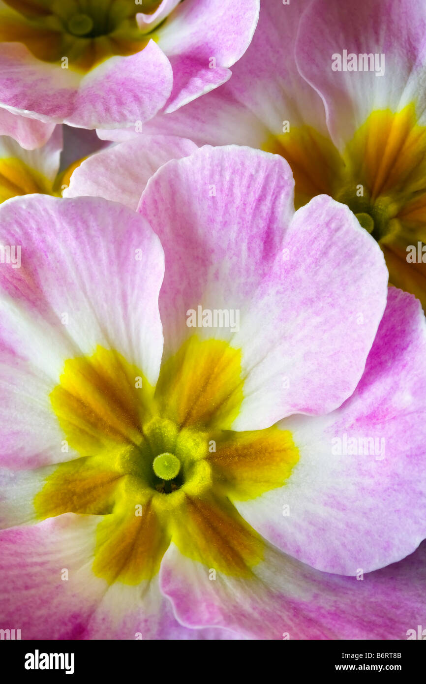 Primrose primulaceae hi-res stock photography and images - Alamy