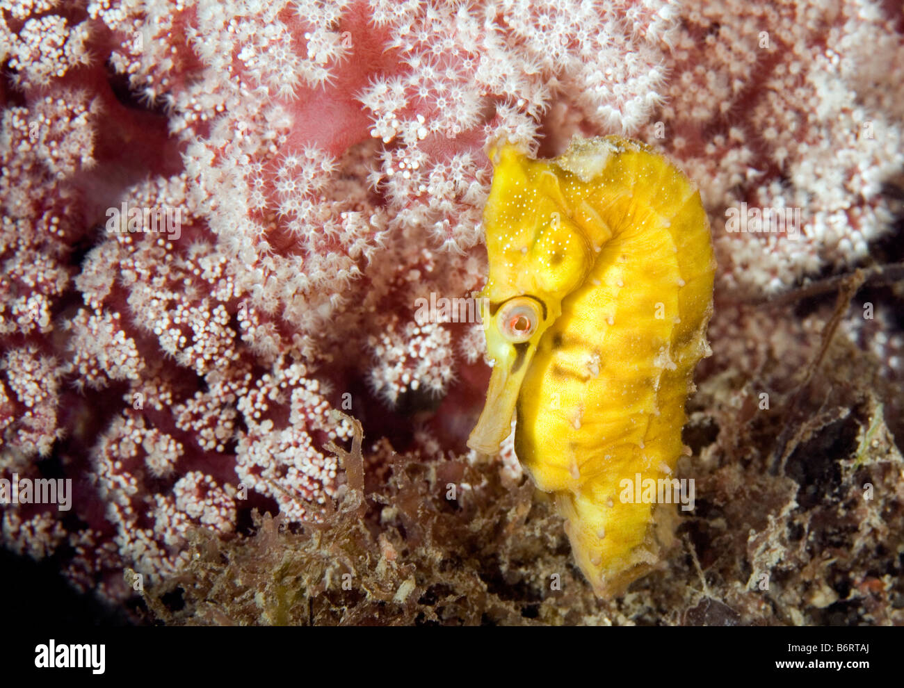 White Seahorse Nemos Reef