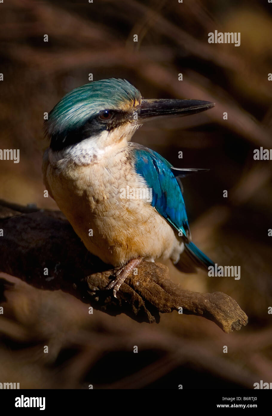 Todiramphus hi-res stock photography and images - Alamy