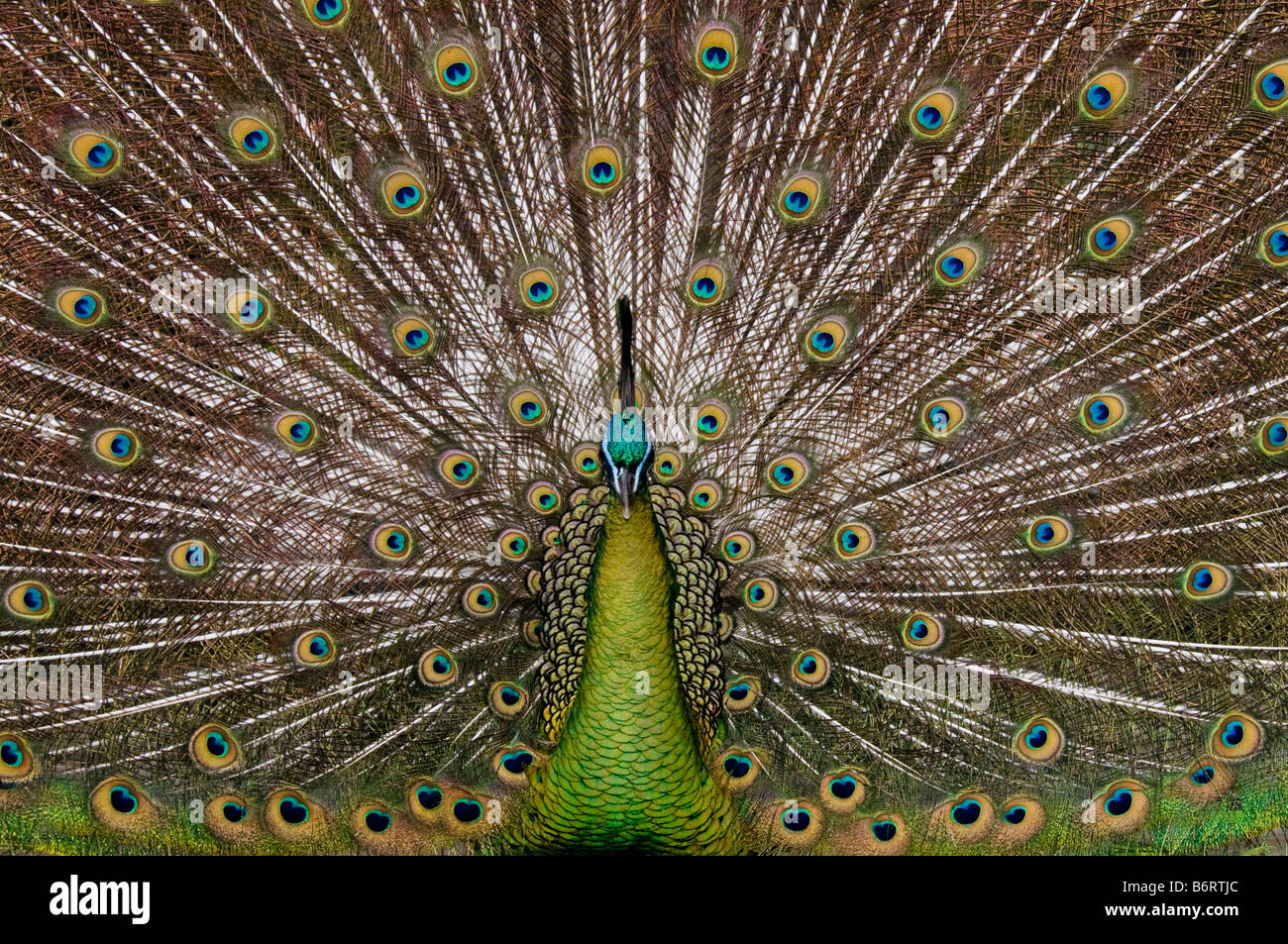 The Green Peafowl 'Pavo muticus' fanning Stock Photo - Alamy