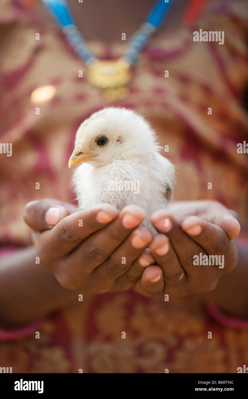 Chicken rural india hi-res stock photography and images - Alamy