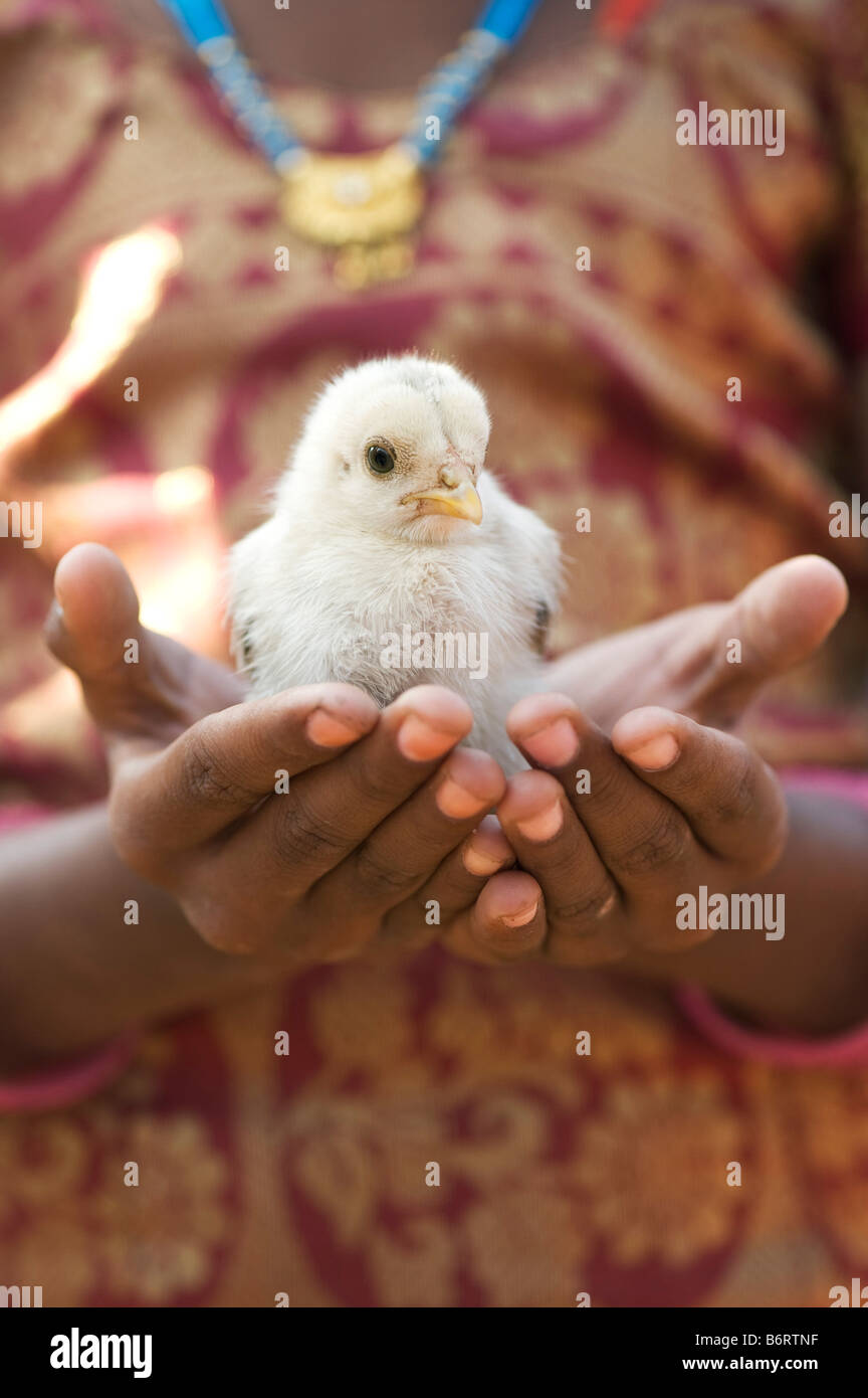 Chicken rural india hi-res stock photography and images - Alamy