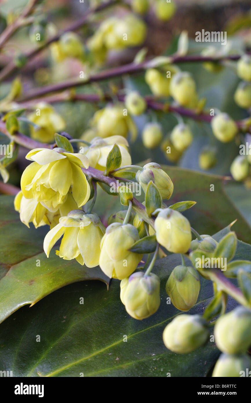 Mahonia japonica hi-res stock photography and images - Alamy