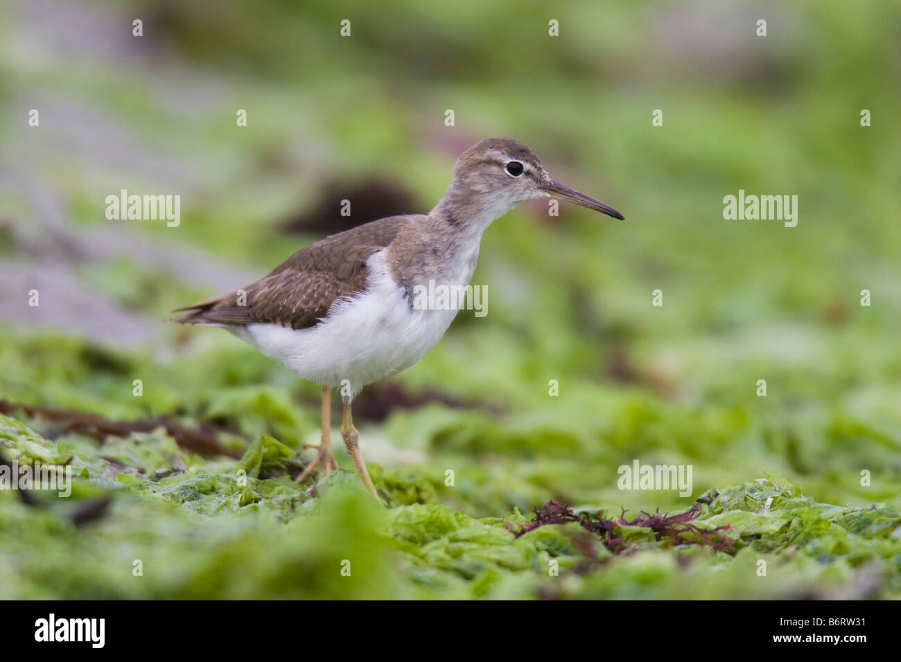 Spotted Sandpiper (Actitis macularia) walking across an algae-covered ...