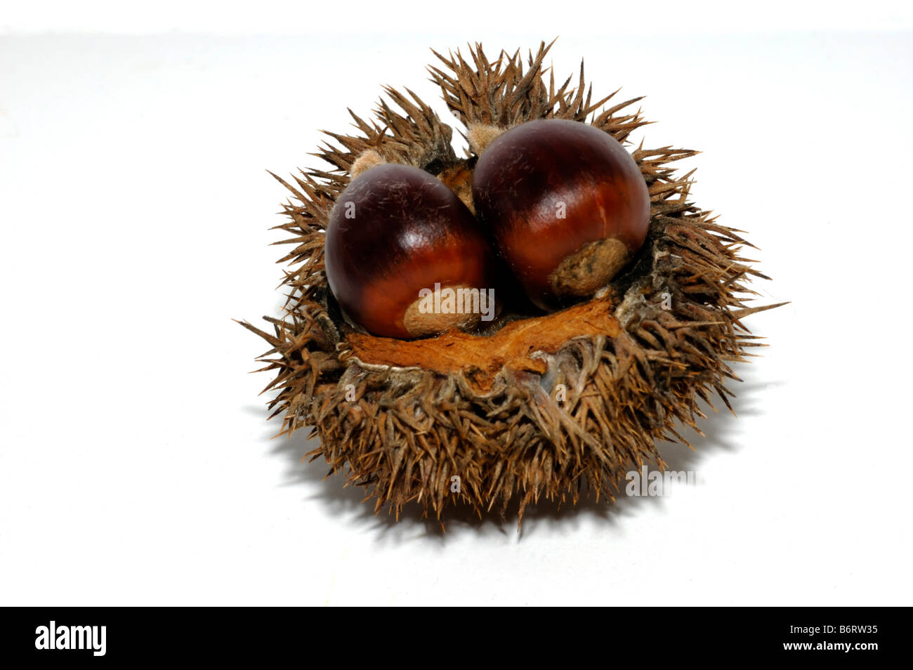 Closeup of a Chinese Chestnut bur with nuts inside Stock Photo - Alamy