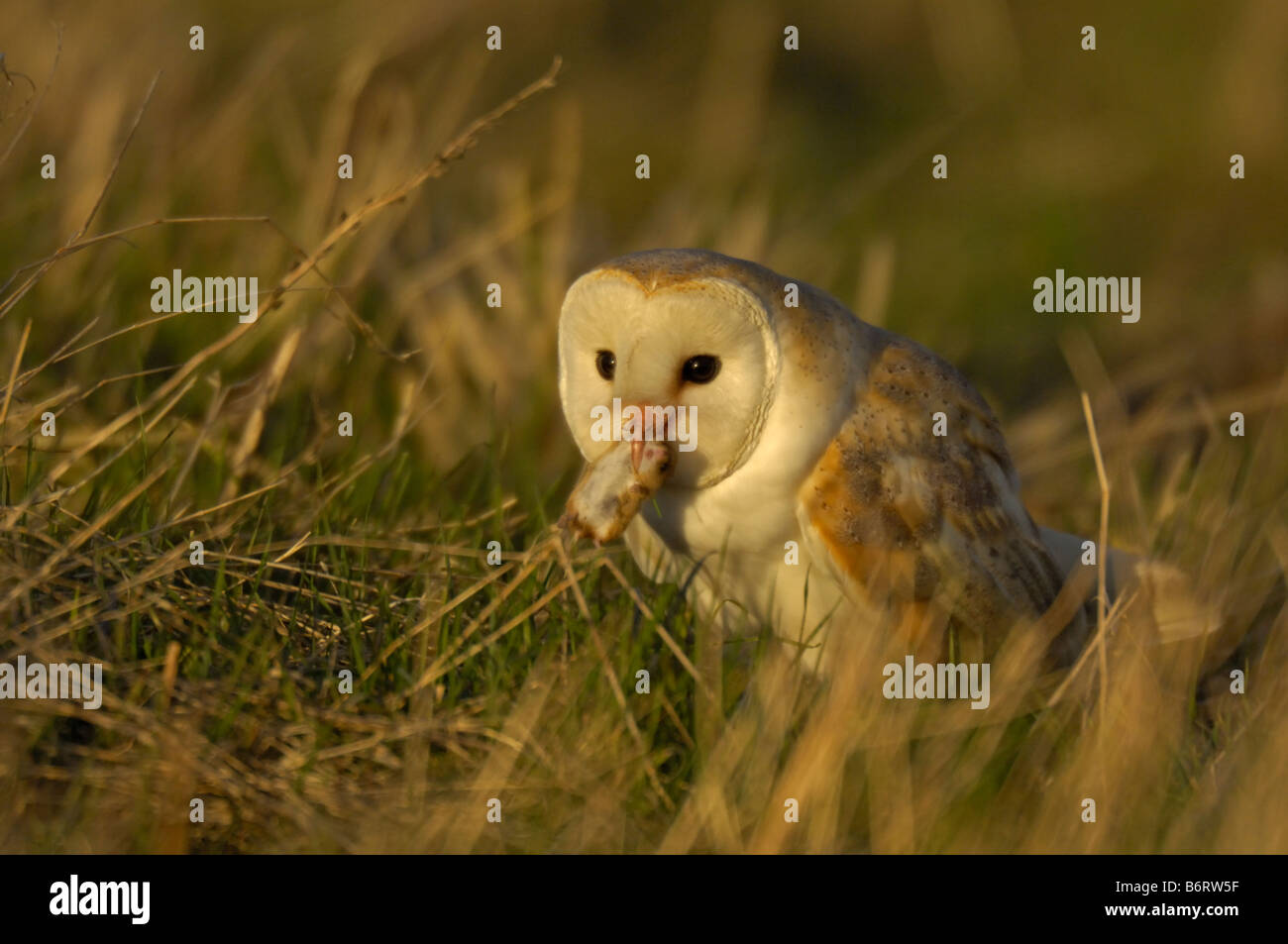 Prey item hi-res stock photography and images - Alamy