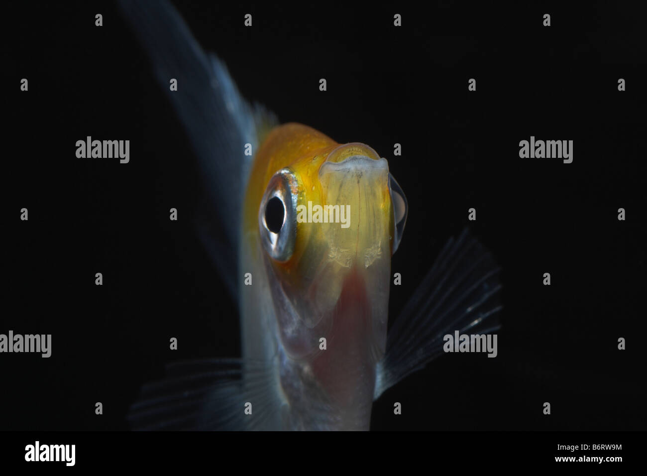 Angel fish in tropical fish tank Stock Photo - Alamy