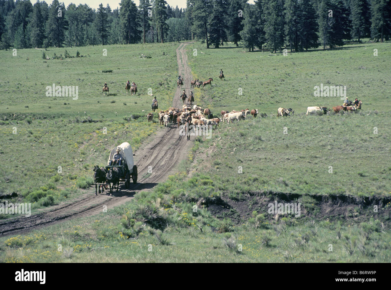 Cowboys and a chuck wagon herd a small herd of longhorn cattle down a high mountain road on a ...