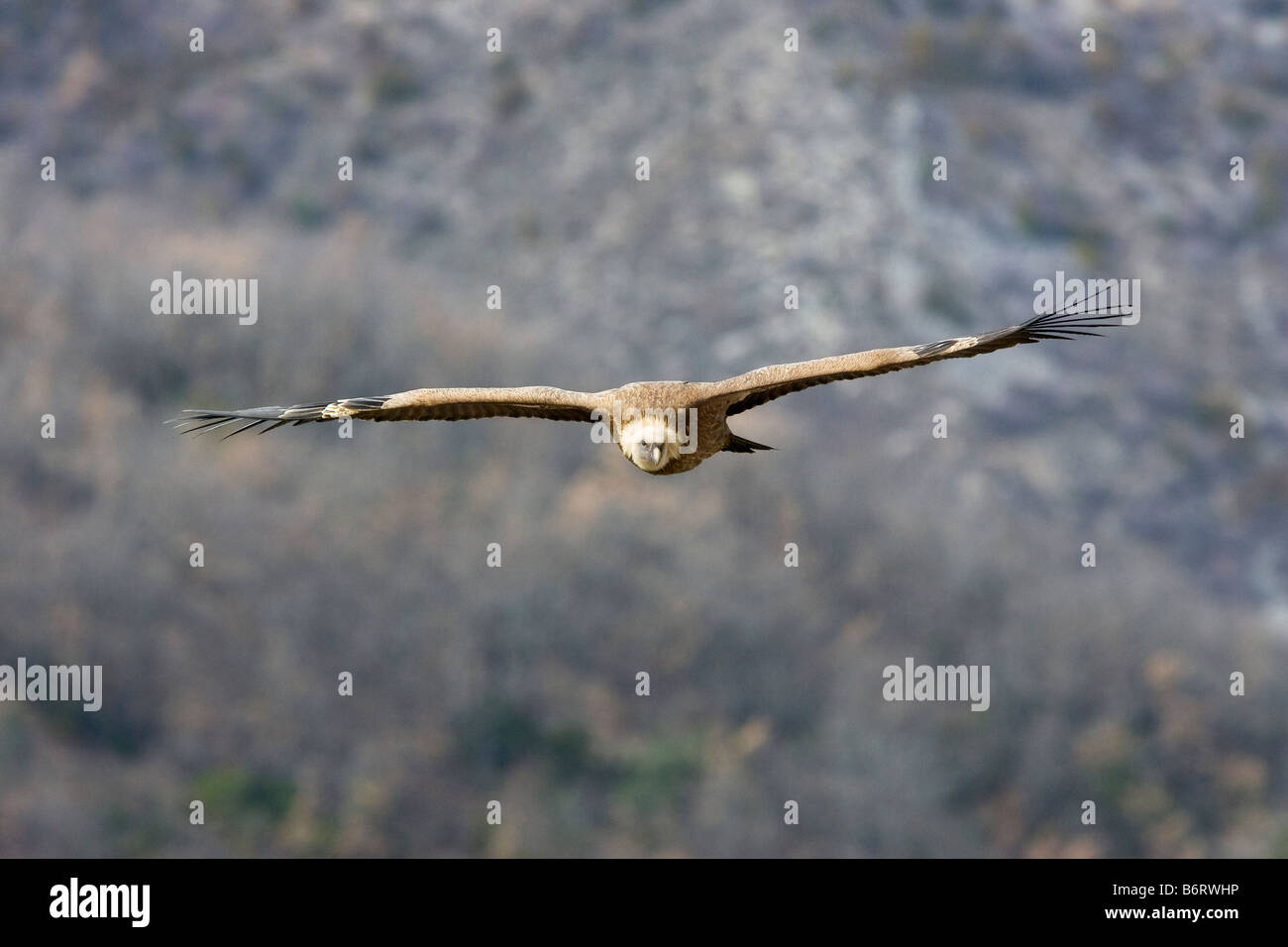 Bird in flight. Front view Stock Photo - Alamy