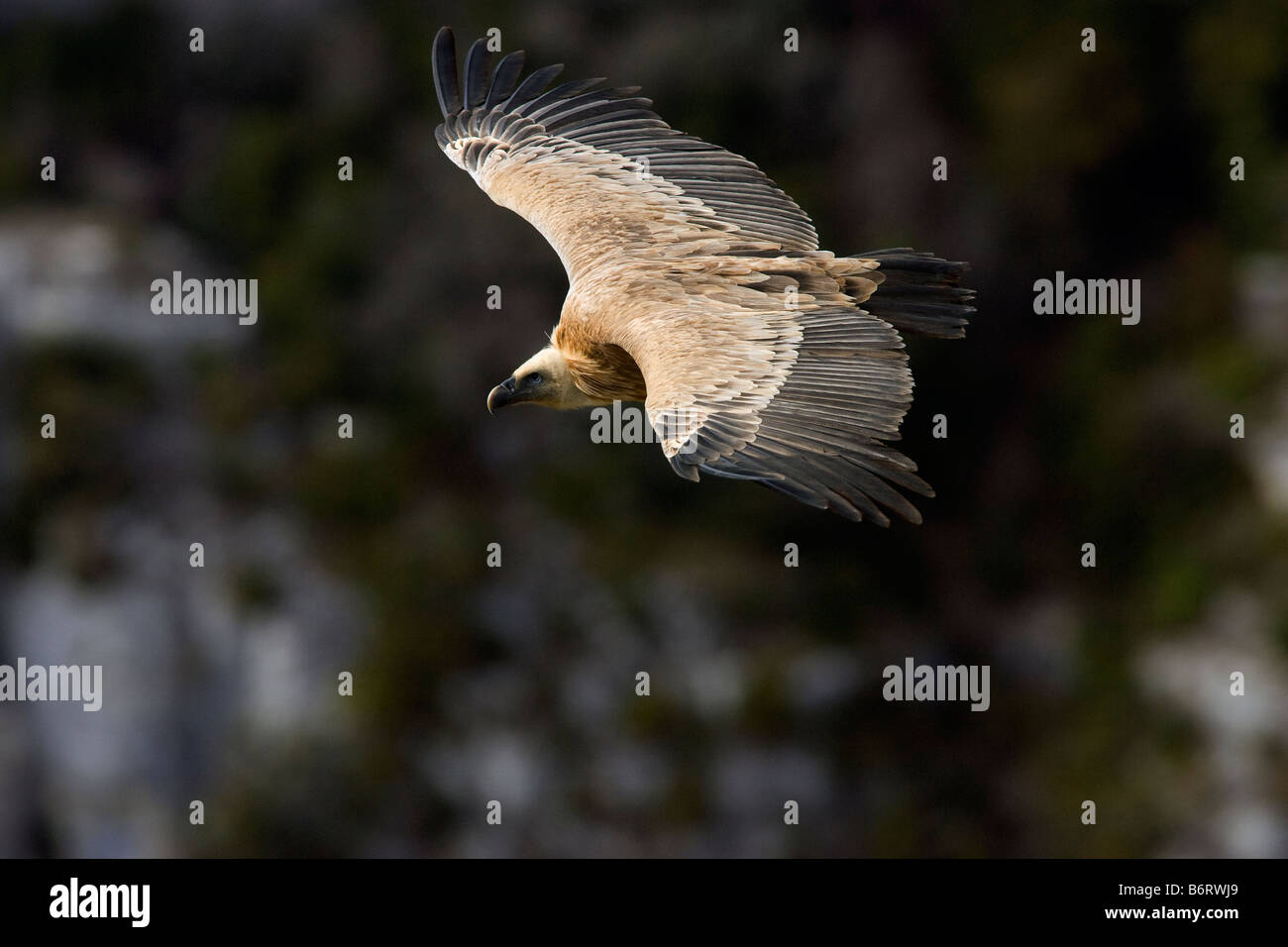 Bird in flight. Side view Stock Photo - Alamy