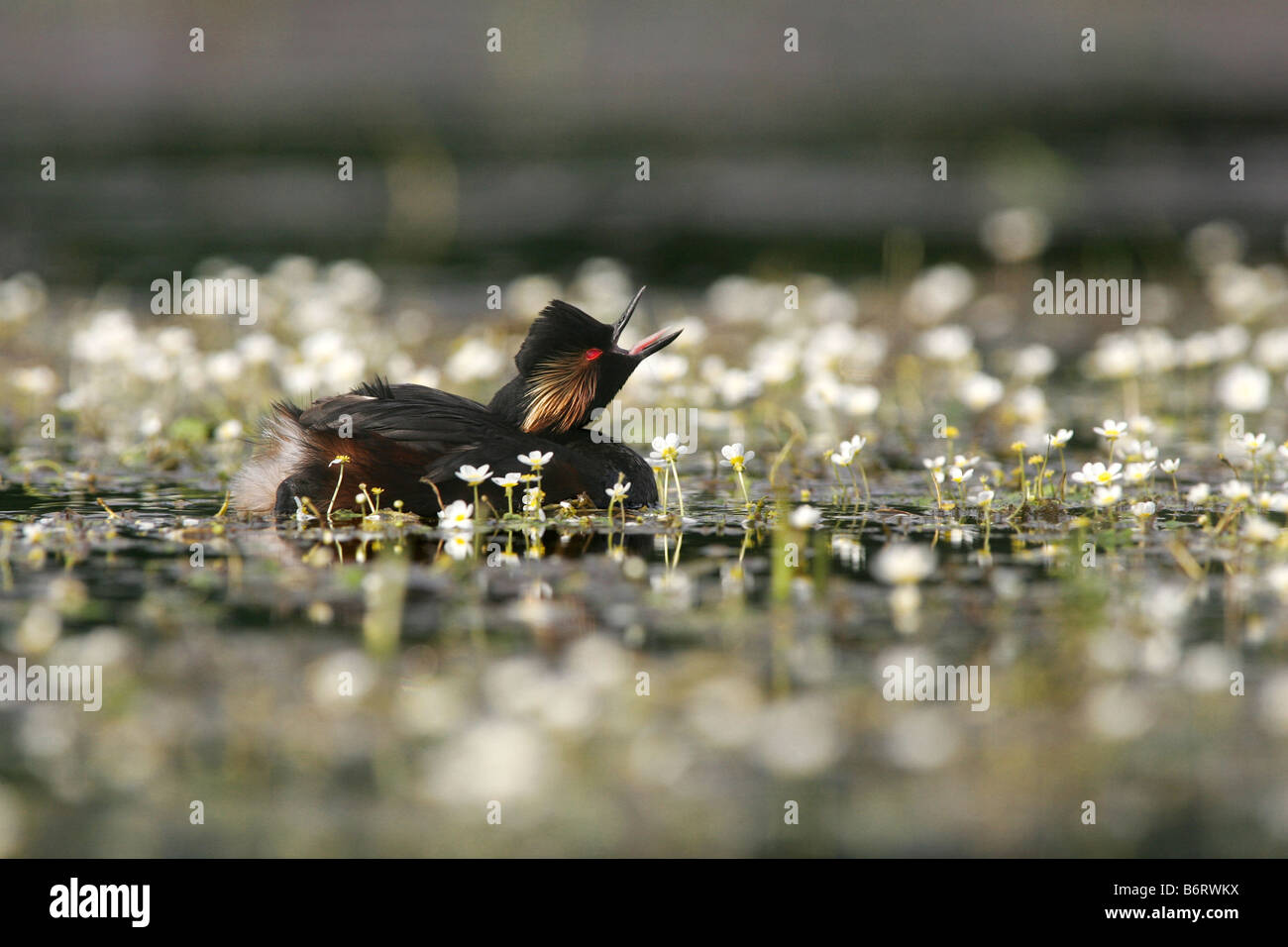 Common water crowfoot hi-res stock photography and images - Alamy