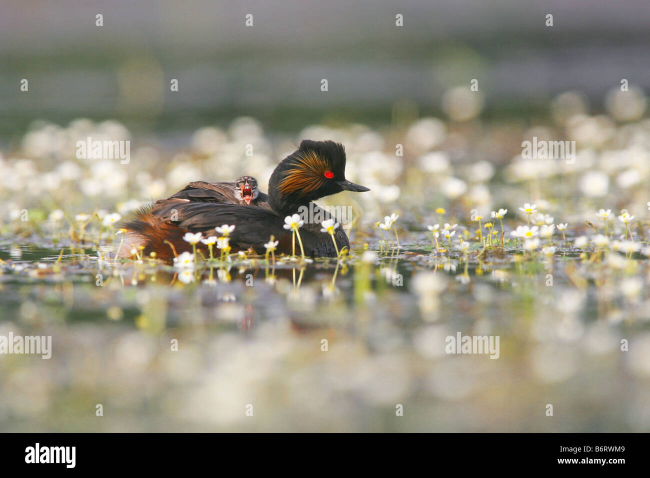 Bird transporting its Chick on the back Stock Photo - Alamy