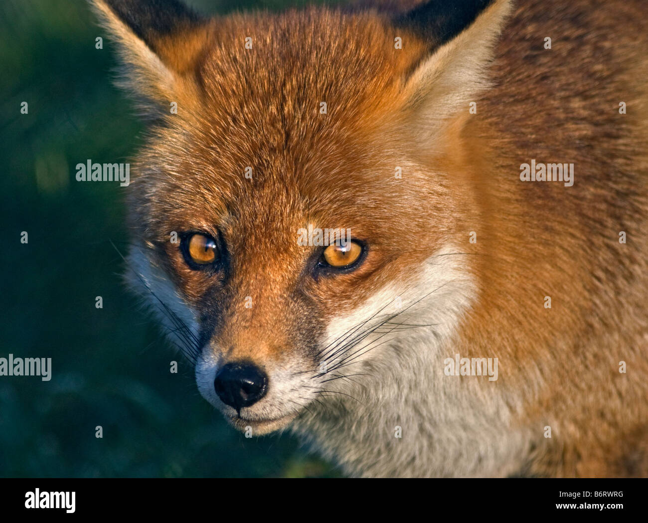 European Red Fox (Vulpes vulpes), UK Stock Photo - Alamy