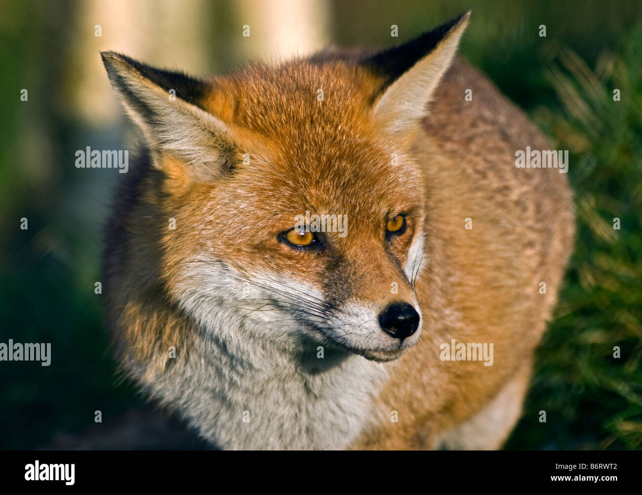 Red fox head uk hi-res stock photography and images - Alamy