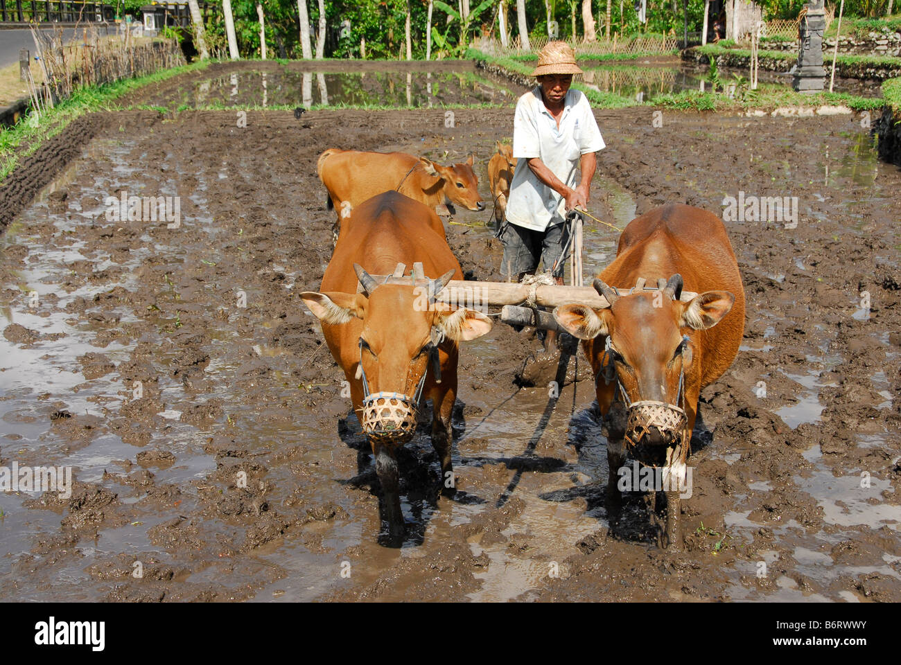 Ploughing with cow in Bali,Indonesia Stock Photo - Alamy