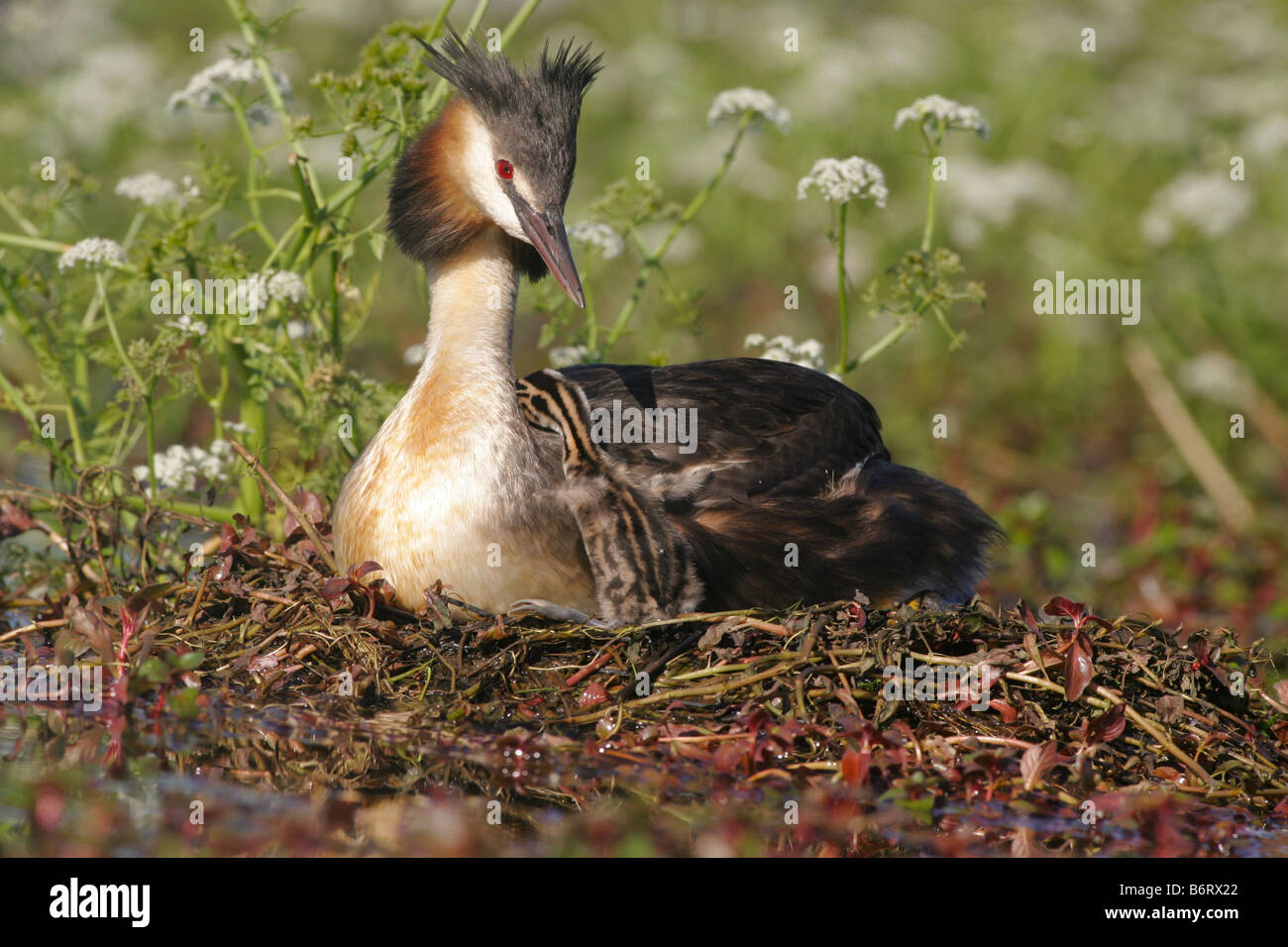 Great Crested Grebe with its chicks on the back Stock Photo - Alamy