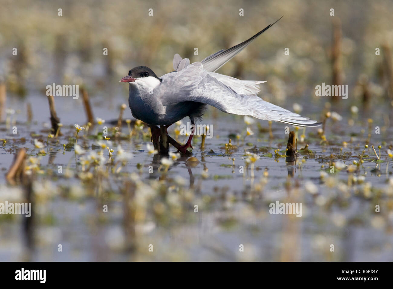 Bird put on the pond, stretching a wing Stock Photo - Alamy