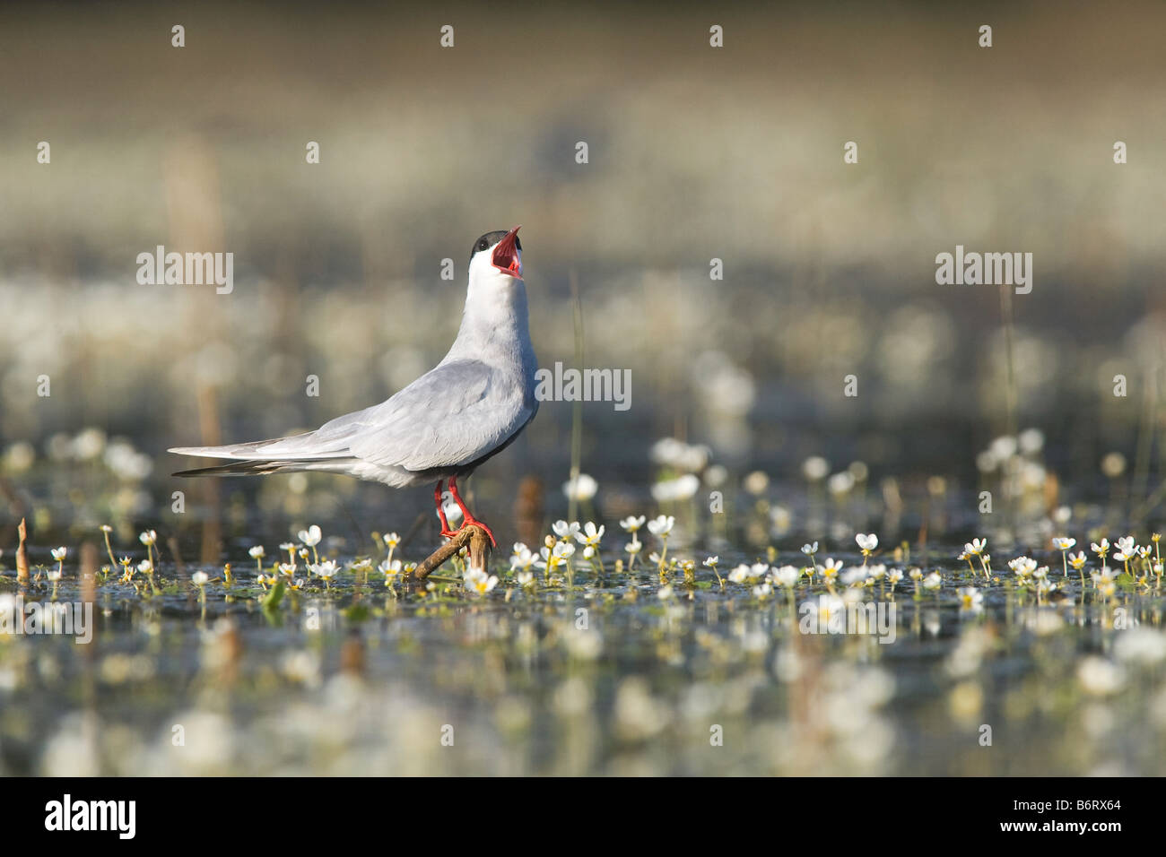 Dombes pond hi-res stock photography and images - Alamy