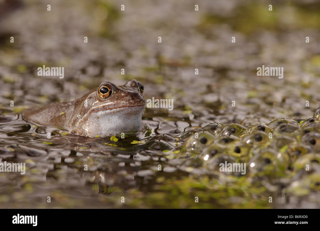 British frog (Rana temporia) in frogs-spawn Stock Photo - Alamy