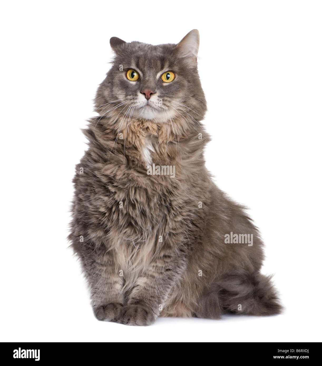 Bastard in front of a white background Stock Photo - Alamy