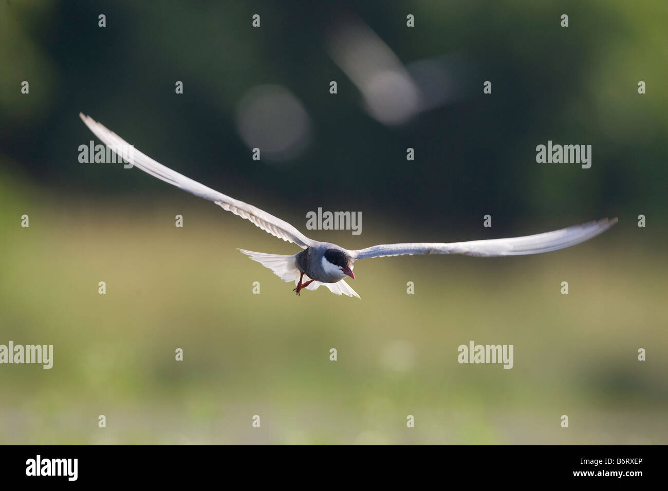 a bird in flight seen from the front, wings open Stock Photo - Alamy