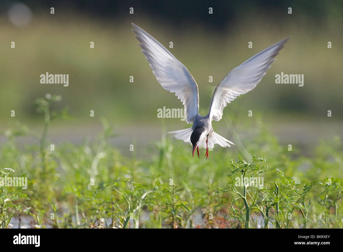 a bird in flight seen from the front, wings open Stock Photo - Alamy