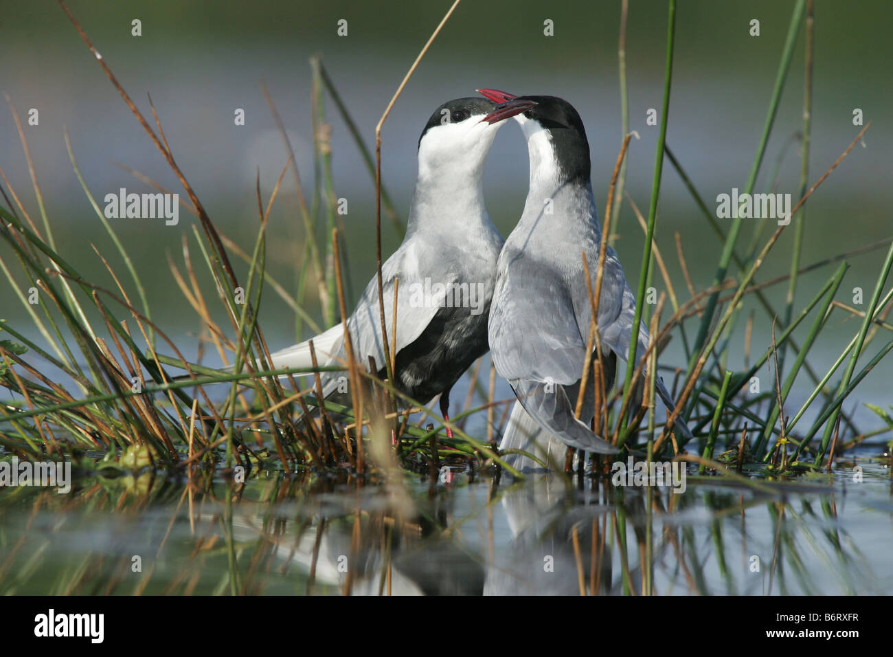2 birds face to face,courtship display Stock Photo - Alamy
