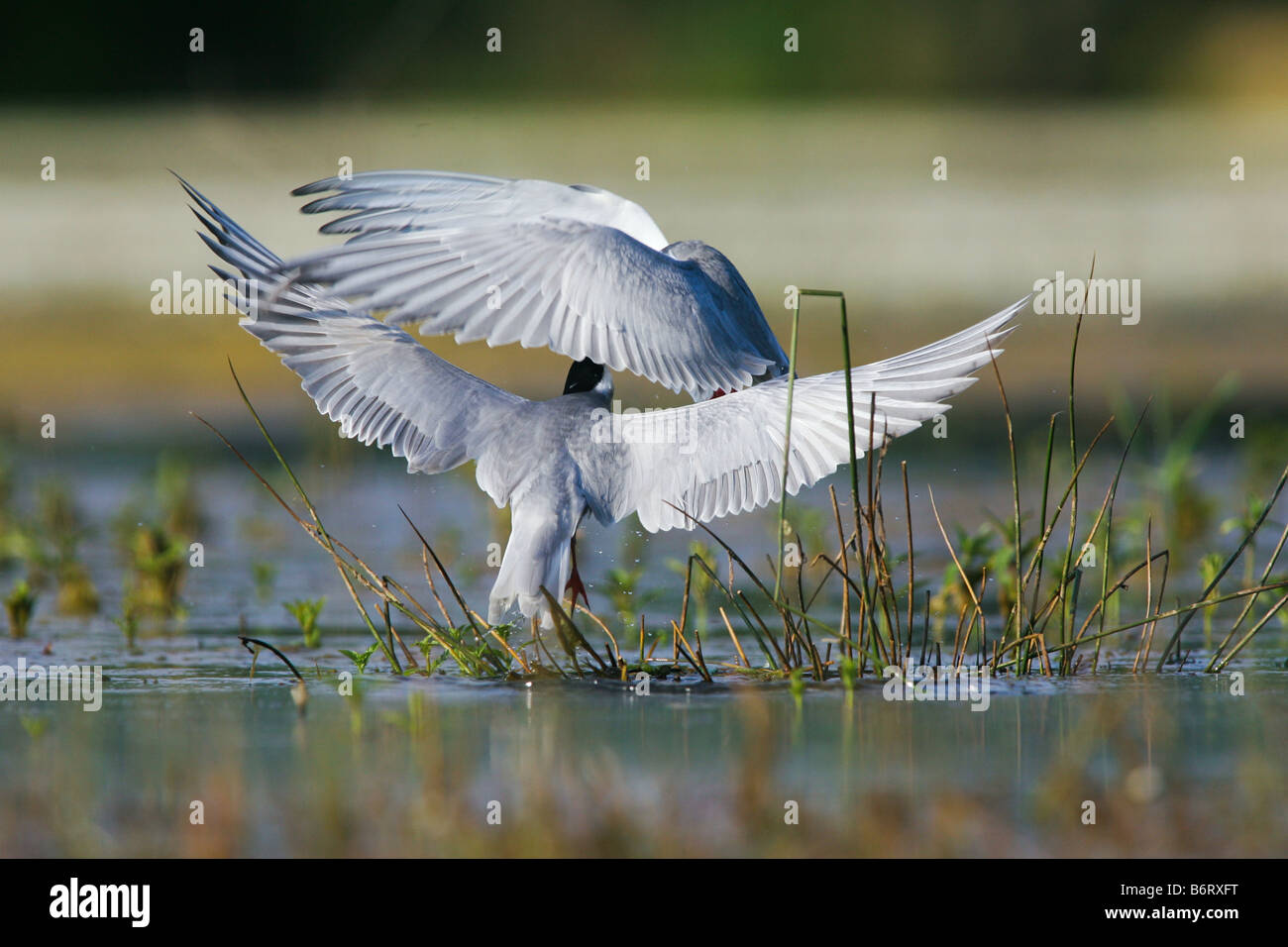 Altercation hi-res stock photography and images - Alamy