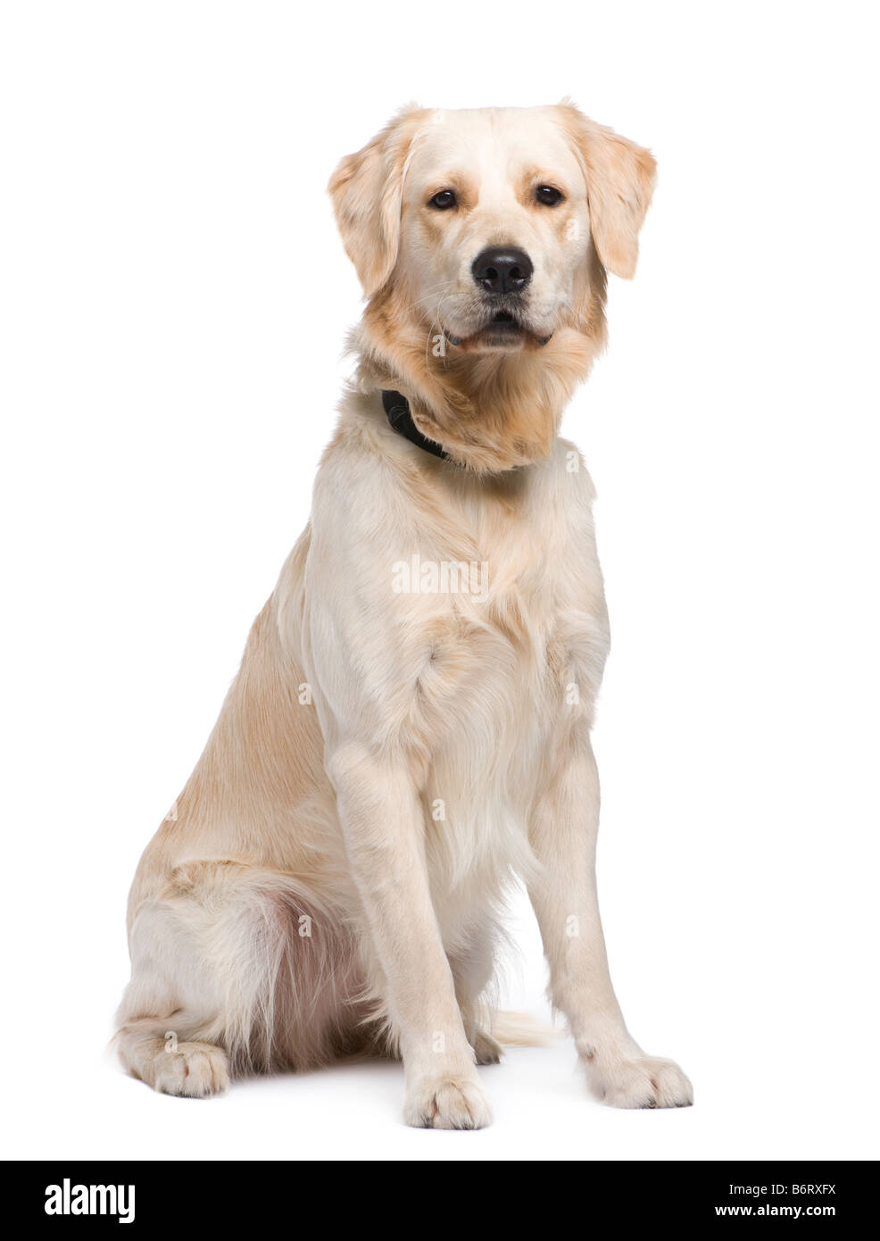 Golden labrador hi-res stock photography and images - Alamy