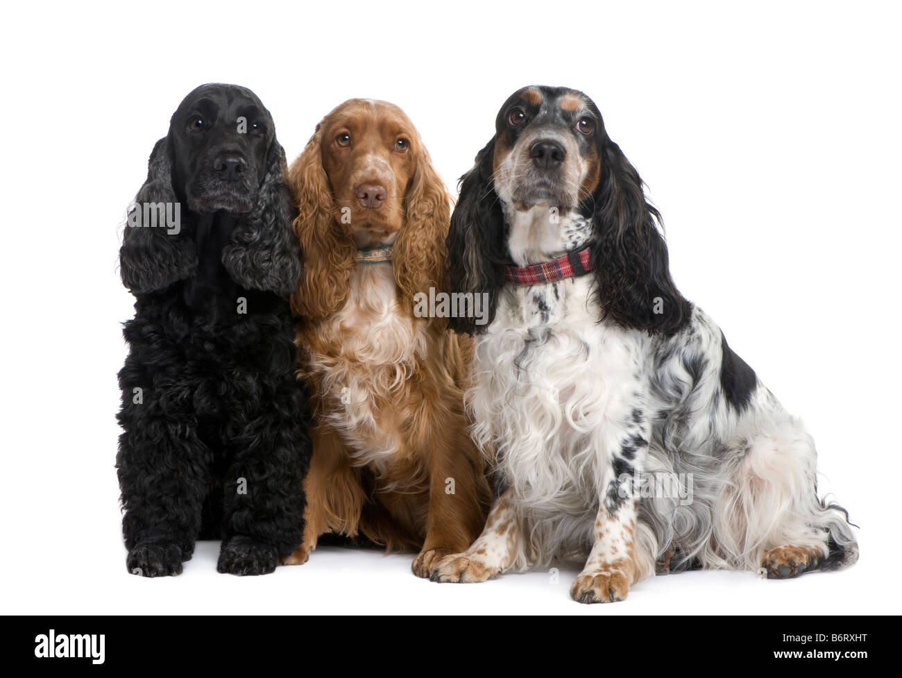 Sitting spaniels hi-res stock photography and images - Alamy