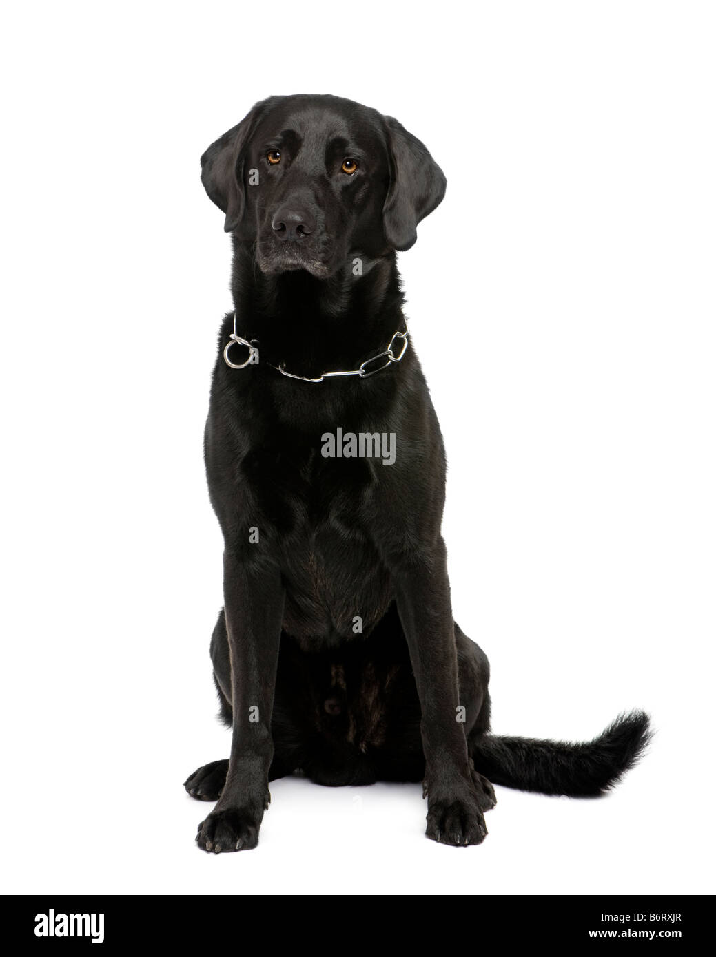 Labrador Retriever Dog Sitting In High Resolution Stock Photography and ...