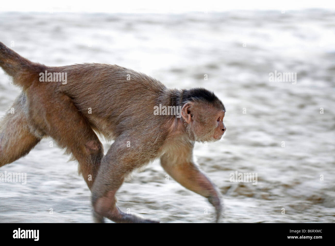 Ecuadorian capuchin monkey hi-res stock photography and images - Alamy