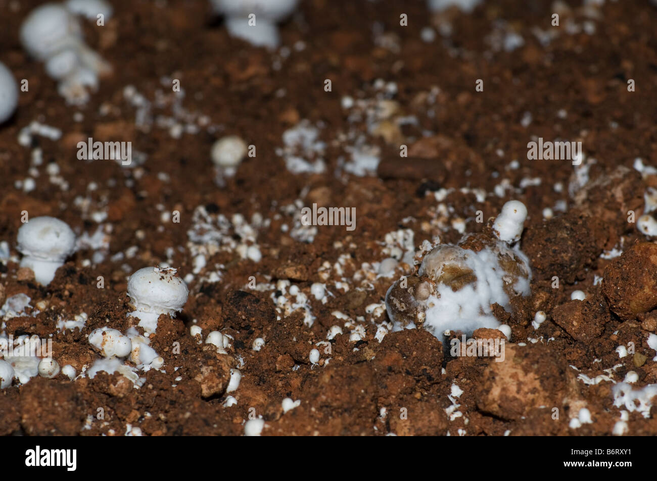 mushroom attacked by disease in a mushroom farm Stock Photo - Alamy