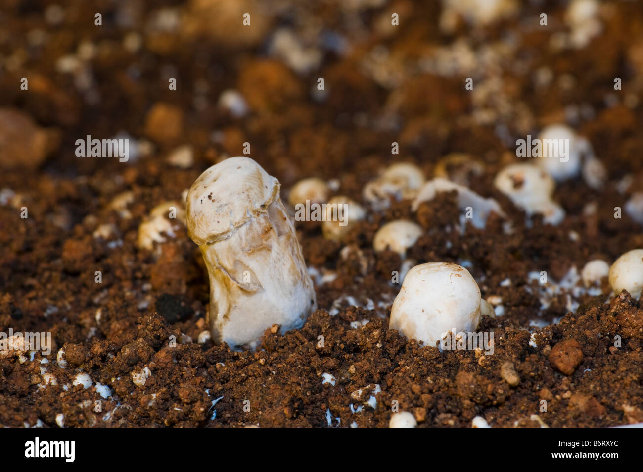 mushroom disease pest attack infection agaricus Stock Photo - Alamy