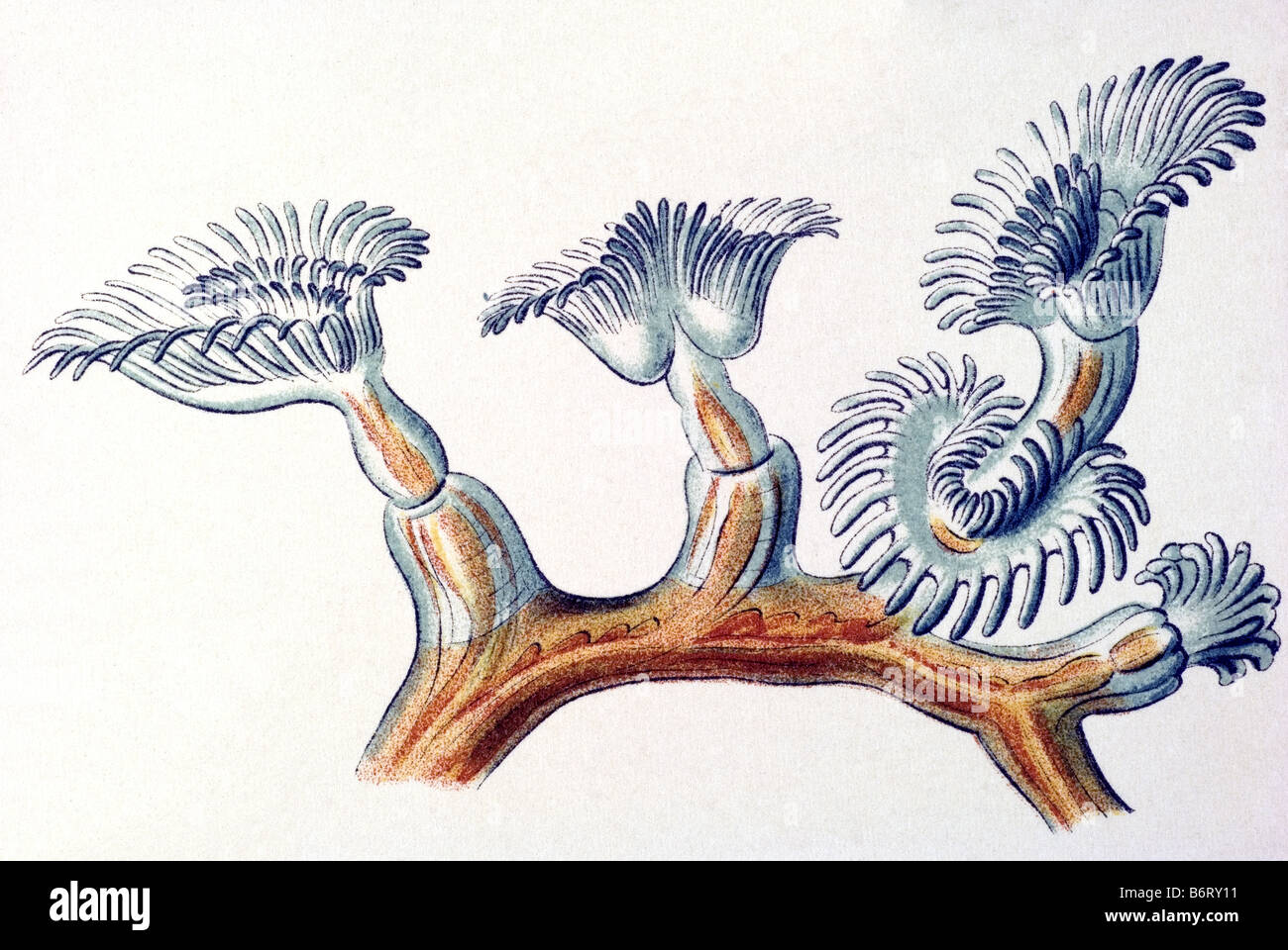 Bryozoa / Moostiere, Name Cristatella, 8/ Plumatella repens Stock Photo ...