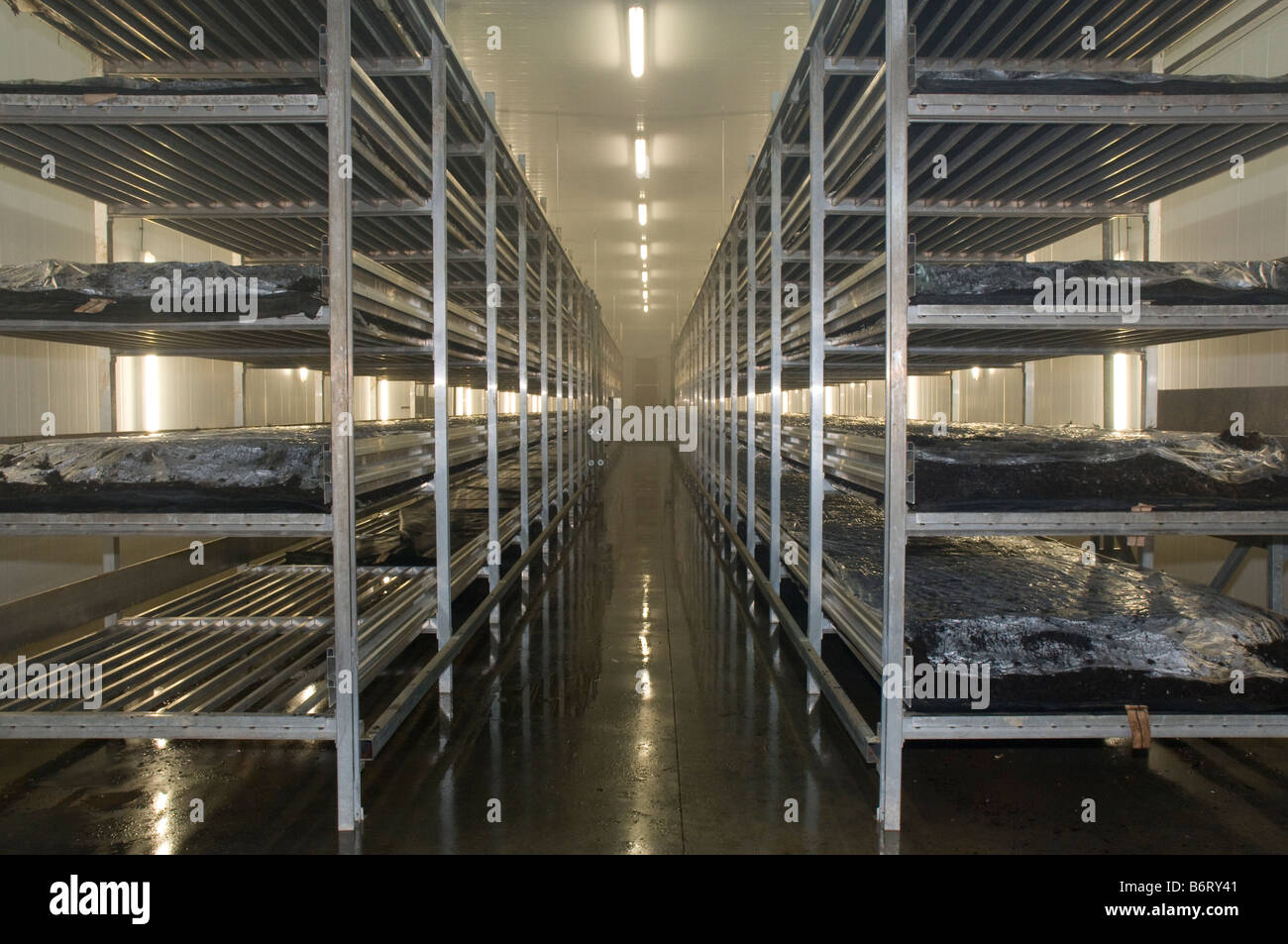 shelves of organic compost are kept under controlled environmental ...