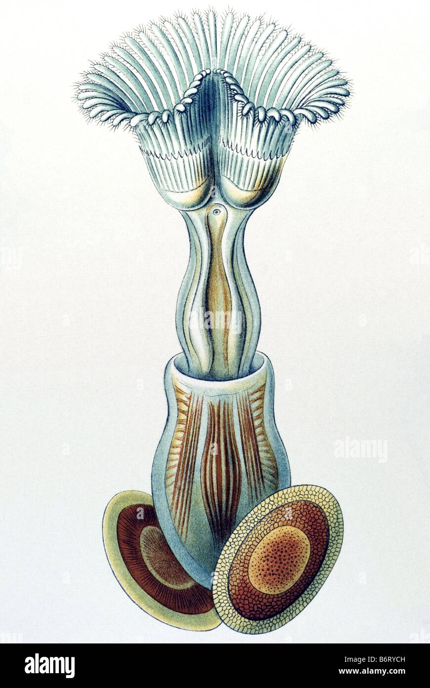 Plumatella repens plumatella repens hi-res stock photography and images ...