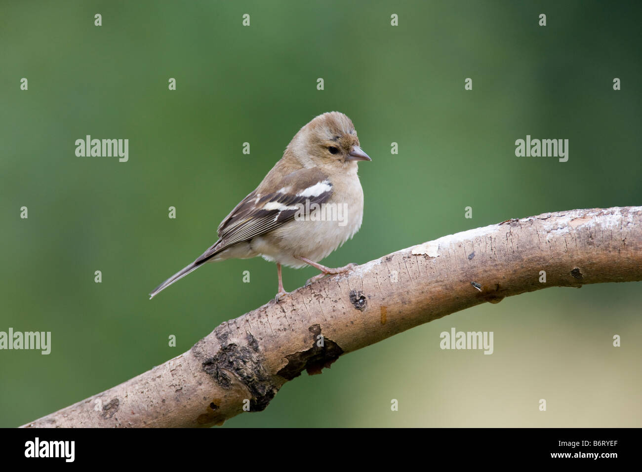 Juvenile chaffinch bird garden hi-res stock photography and images - Alamy