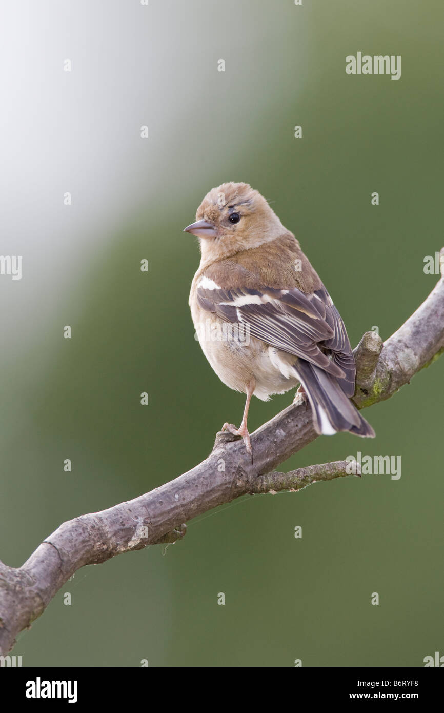 Juvenile chaffinch bird garden hi-res stock photography and images - Alamy