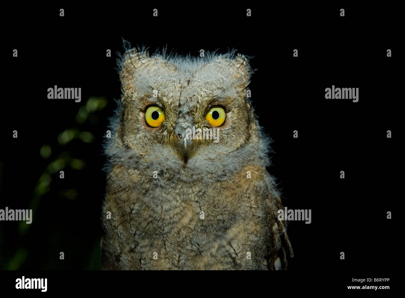 3 weeks old hi-res stock photography and images - Alamy