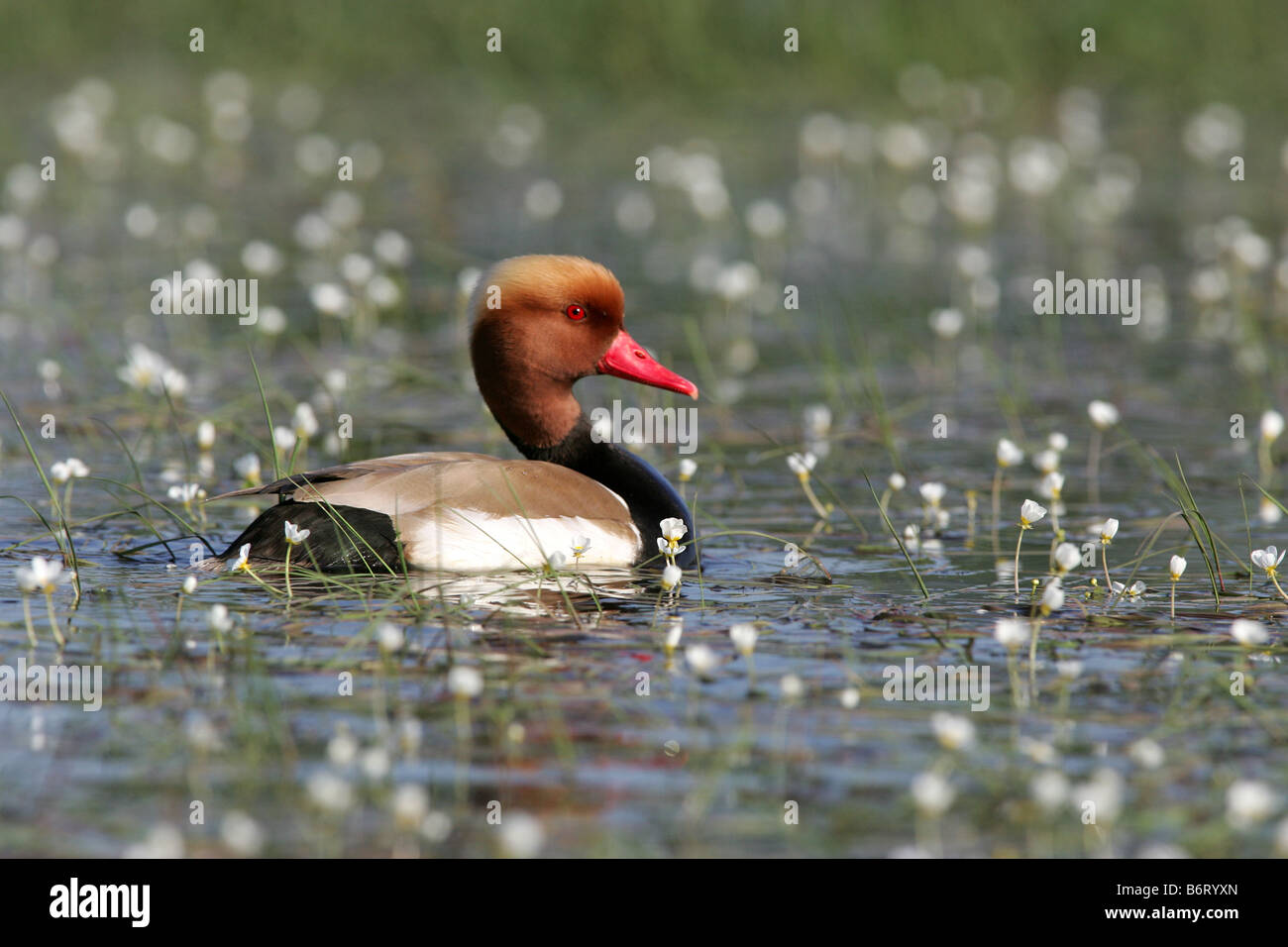 Water bird on a pond in spring in the middle of Common Water-crowfoot ...