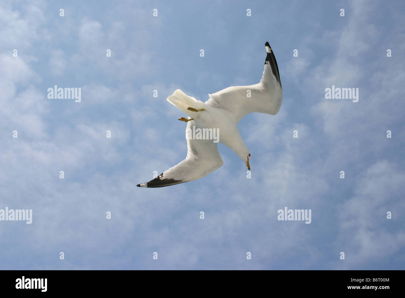 Seagull flies overhead hi-res stock photography and images - Alamy